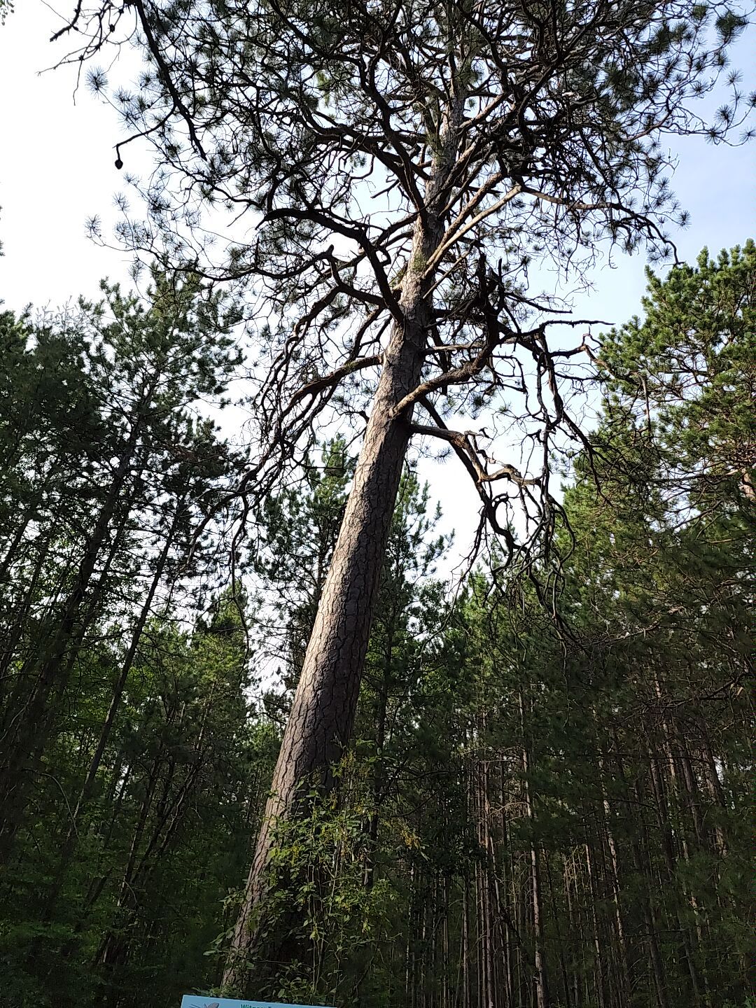 The Witness Tree – My Creative Corner3